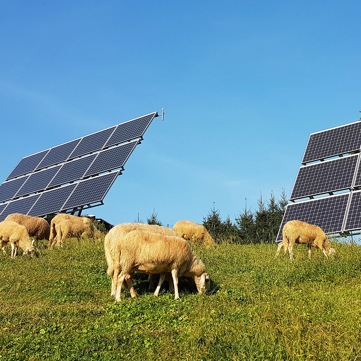 Why should businesses install solar panels? | Good Energy for Business